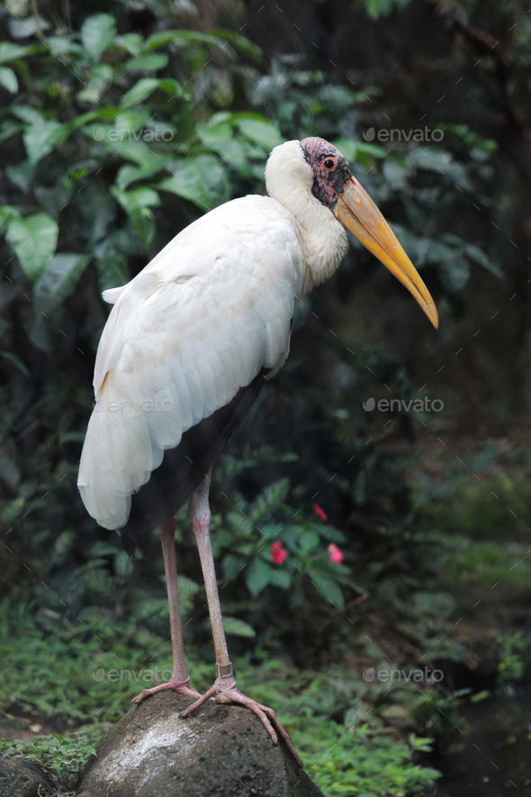 White marabou stork Stock Photo by Garakta-Studio | PhotoDune