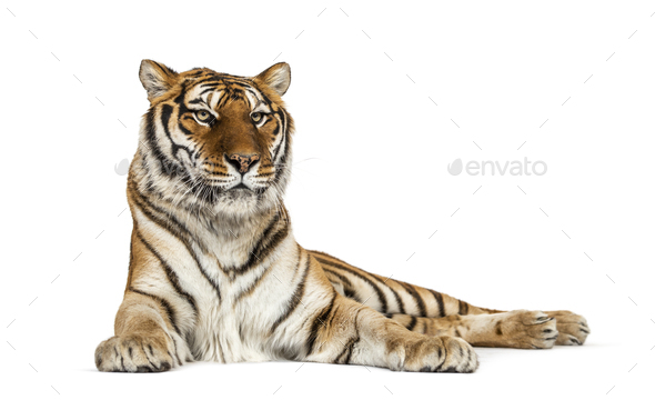 Tiger isolated Stock Photo by Lifeonwhite | PhotoDune