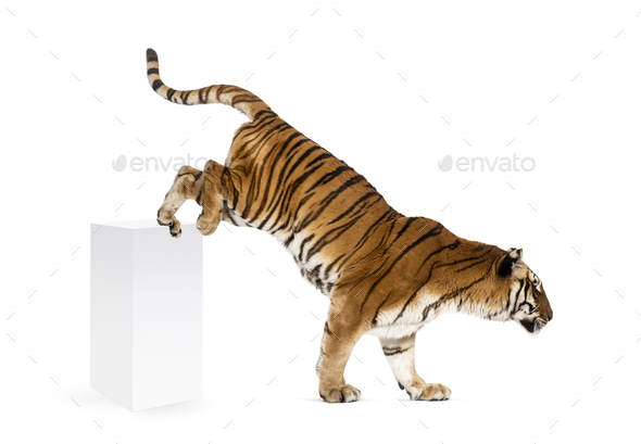 Tiger isolated Stock Photo by Lifeonwhite | PhotoDune