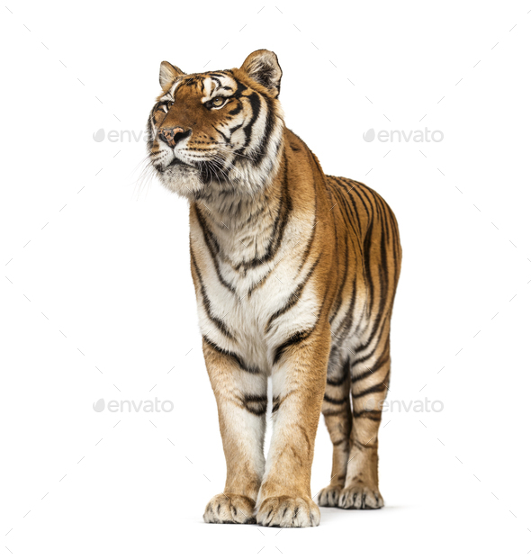 Tiger isolated Stock Photo by Lifeonwhite | PhotoDune
