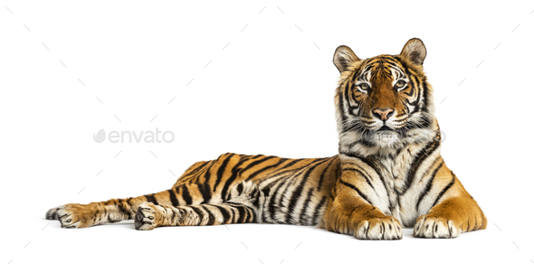Tiger isolated Stock Photo by Lifeonwhite | PhotoDune