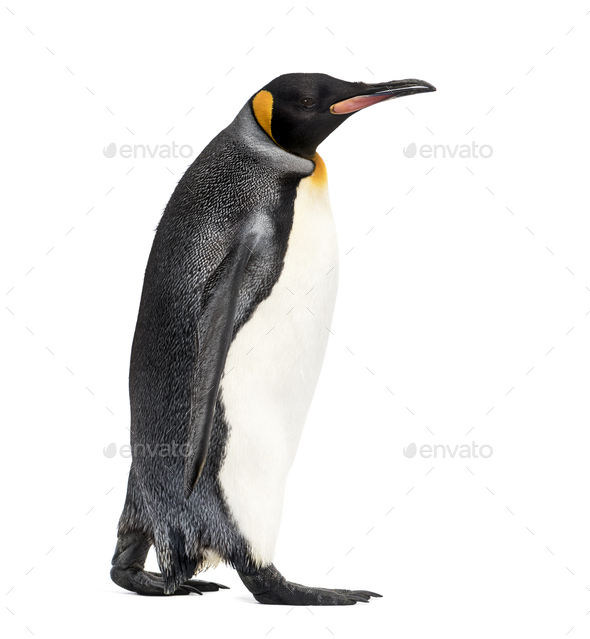 Side view of a king penguin walking, isolated on white Stock Photo by ...