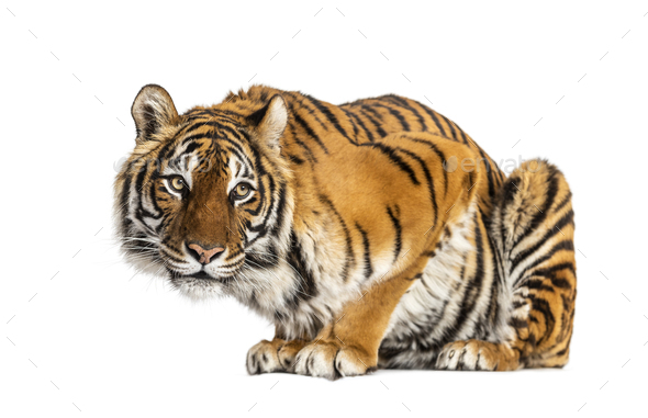 Tiger isolated Stock Photo by Lifeonwhite | PhotoDune