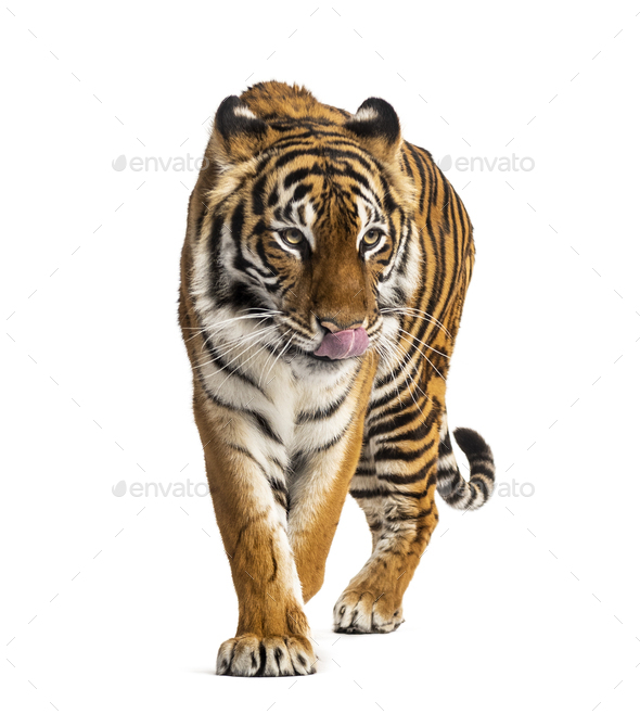 Tiger prowling, big cat, isolated on white Stock Photo by Lifeonwhite