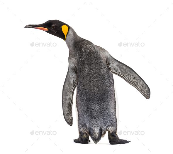 Back view of a king penguin isolated on white Stock Photo by Lifeonwhite