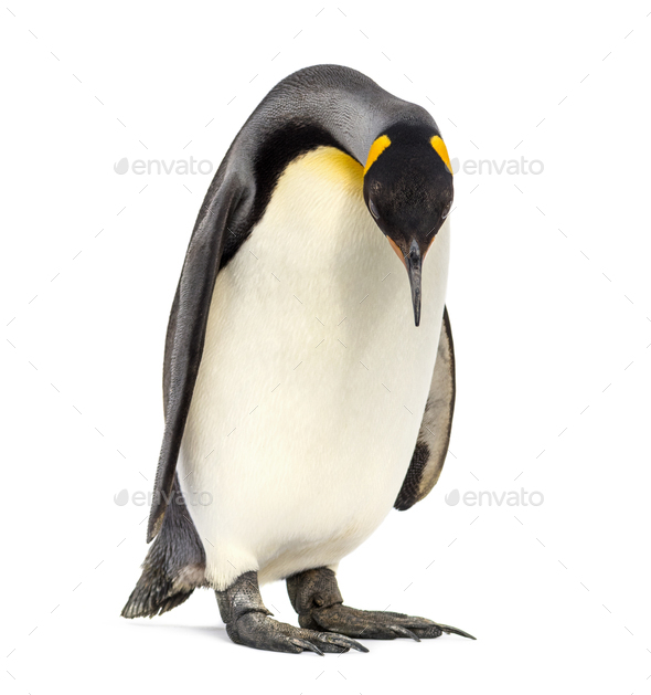 King penguin looking down, isolated on white Stock Photo by Lifeonwhite