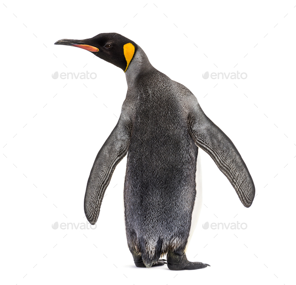 Back view of a king penguin isolated on white Stock Photo by Lifeonwhite