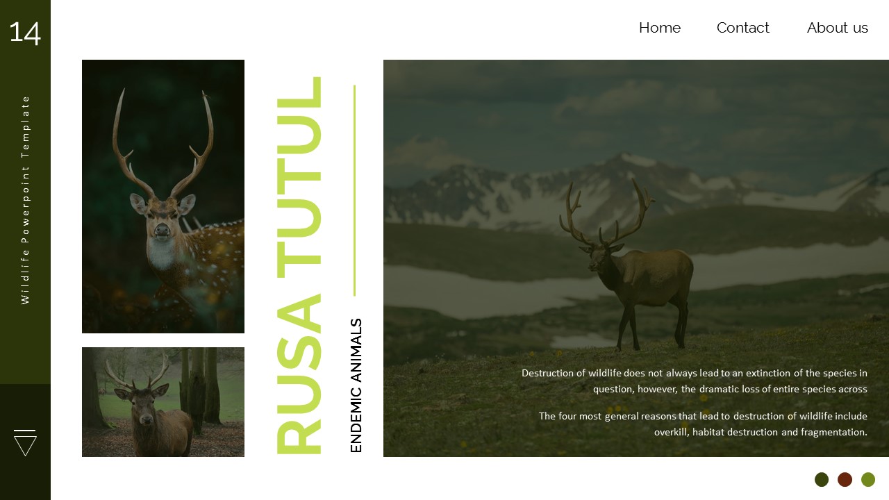Wildlife Animal Presentation Template, Presentation Templates ...
