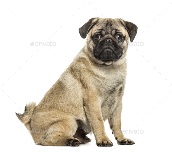 Side view of a pug sitting, isolated on white Stock Photo by Lifeonwhite