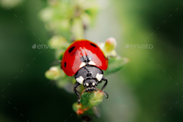 Green grass with ladybug. Beautiful nature background with morning ...