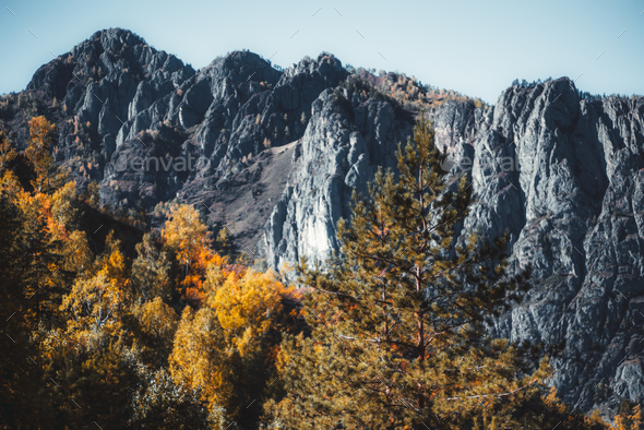 Fall mountain landscape, a pine tree Stock Photo by SkyNextphoto ...