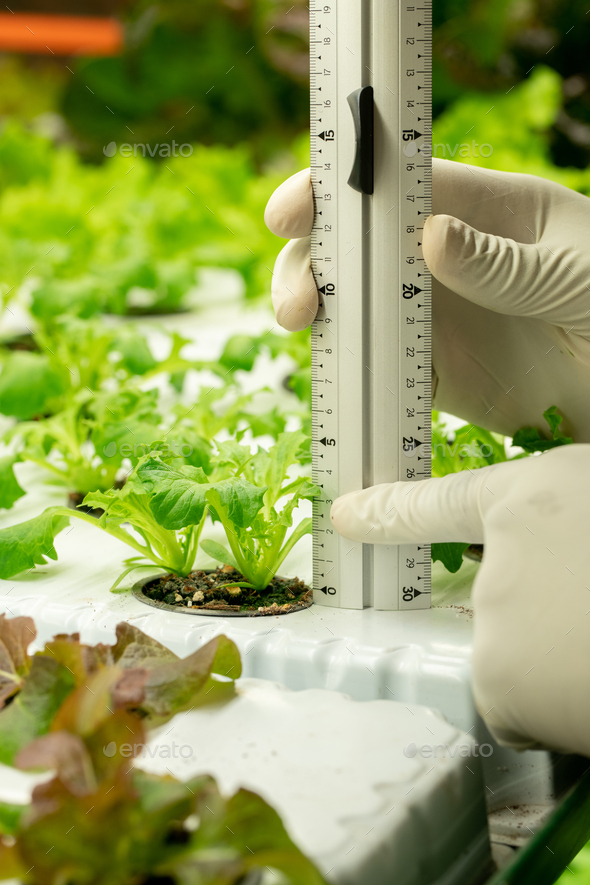 Measuring plant seedling with special ruler Stock Photo by Pressmaster