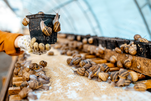 Pot for snails breeding on a farm with snails Stock Photo by RossHelen