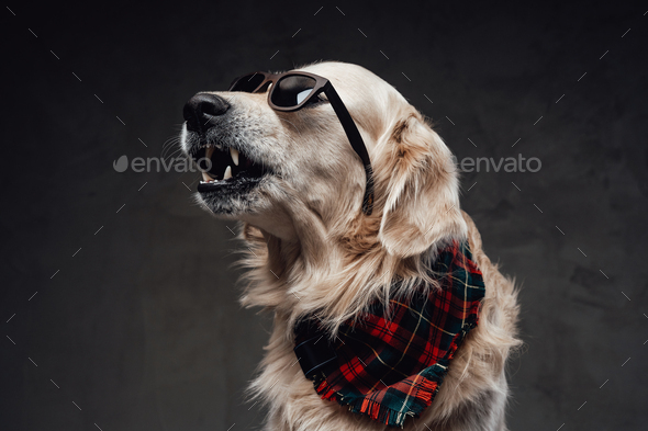 Angry scottish dog with sunglasses and neck scarf in dark background ...