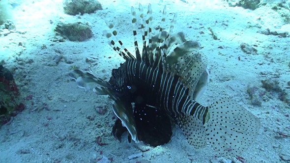 African Lionfish on Coral Reef, Stock Footage | VideoHive