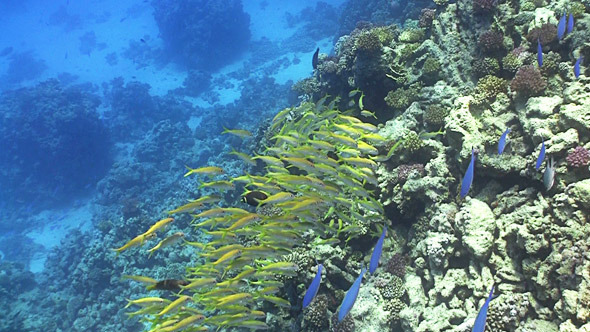 Shoal of Yellow Fish on Coral Reef, Red Sea 4, Stock Footage | VideoHive