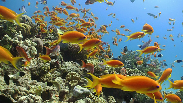 Colorful Fish on Vibrant Coral Reef, Red Sea 8, Stock Footage | VideoHive