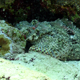 Stonefish on Coral Reef, Red Sea, Stock Footage | VideoHive