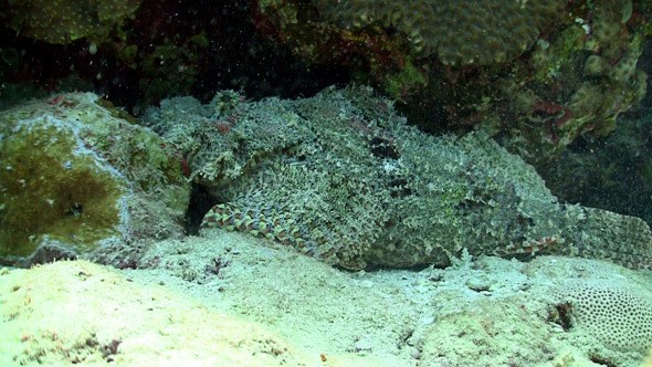 Stonefish on Coral Reef, Red Sea, Stock Footage | VideoHive