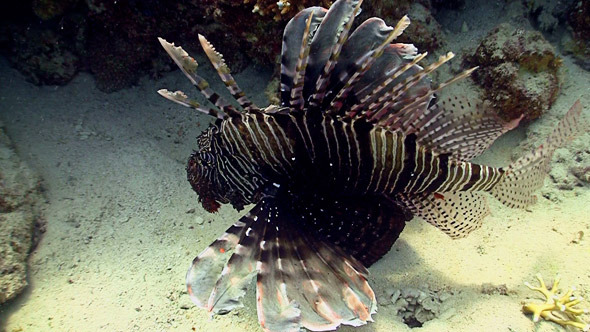 African Lionfish on Coral Reef, Red Sea, Stock Footage | VideoHive
