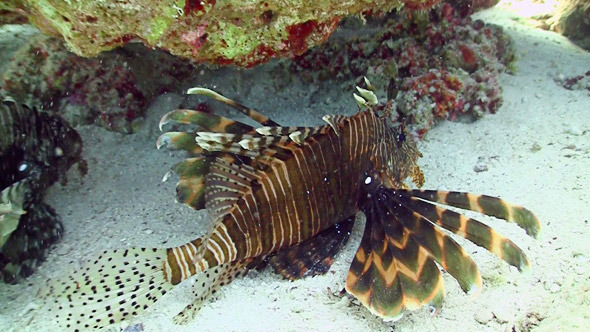 African Lionfish on Coral Reef, Red Sea 2, Stock Footage | VideoHive