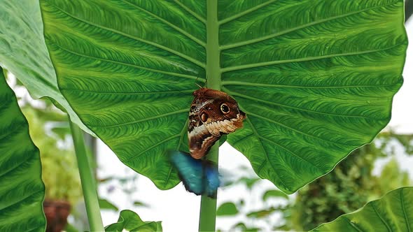 HD - Butterfly attacks, Stock Footage | VideoHive