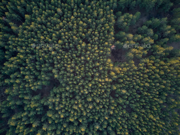 aerial photo of pine forest, birds eye view of green spruce trees in ...