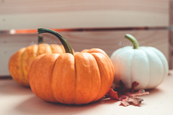 Autumn orange and white pumpkins Stock Photo by nzooo | PhotoDune