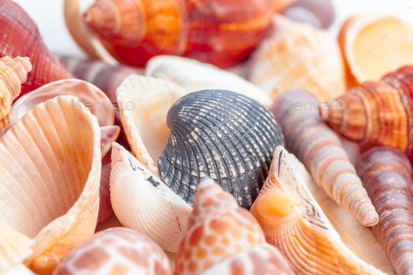 Sea shells. nature background. close up. creative photo Stock Photo by ...