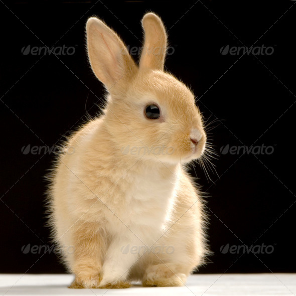 Rabbit Stock Photo by Lifeonwhite | PhotoDune