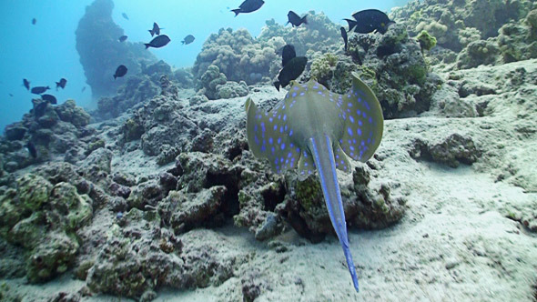 Blue Spotted Stingray Swims On The Coral Reef, Red Sea 4, Stock Footage