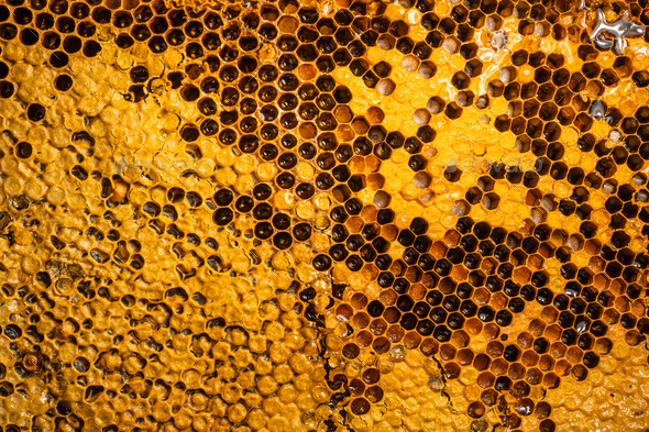 Close-Up Of Honey Bee Comb,honeycomb pattern with Bee nest Stock Photo ...