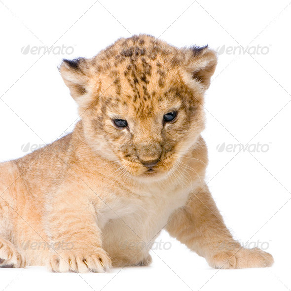 Lion Cub lying down Stock Photo by Lifeonwhite | PhotoDune