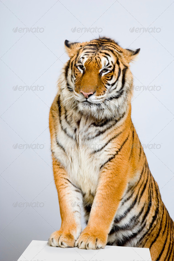 Tiger's posing Stock Photo by Lifeonwhite | PhotoDune