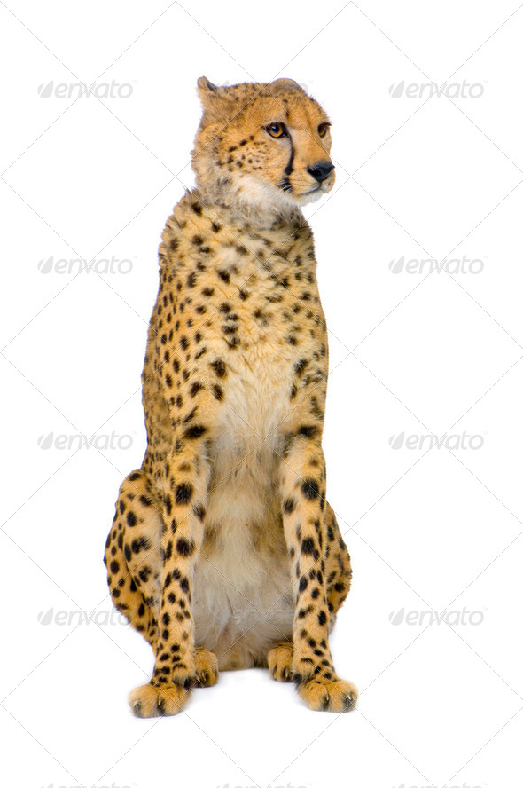 Cheetah sitting; Stock Photo by Lifeonwhite | PhotoDune