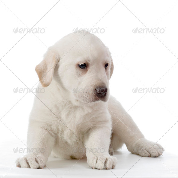 Labrador retriever cream Stock Photo by Lifeonwhite | PhotoDune