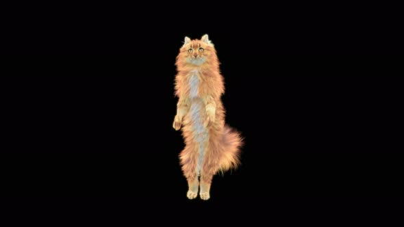Cat Walking 4K, Motion Graphics | VideoHive