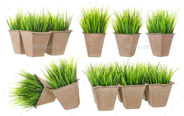 Cardboard pot for growing plants with sprouts Stock Photo by xamtiw