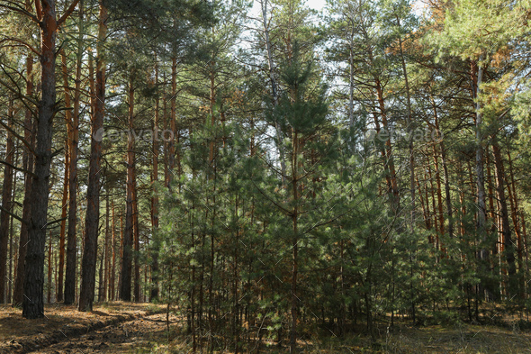 Tall and small pine trees in forest. Beautiful sunny day Stock Photo by ...