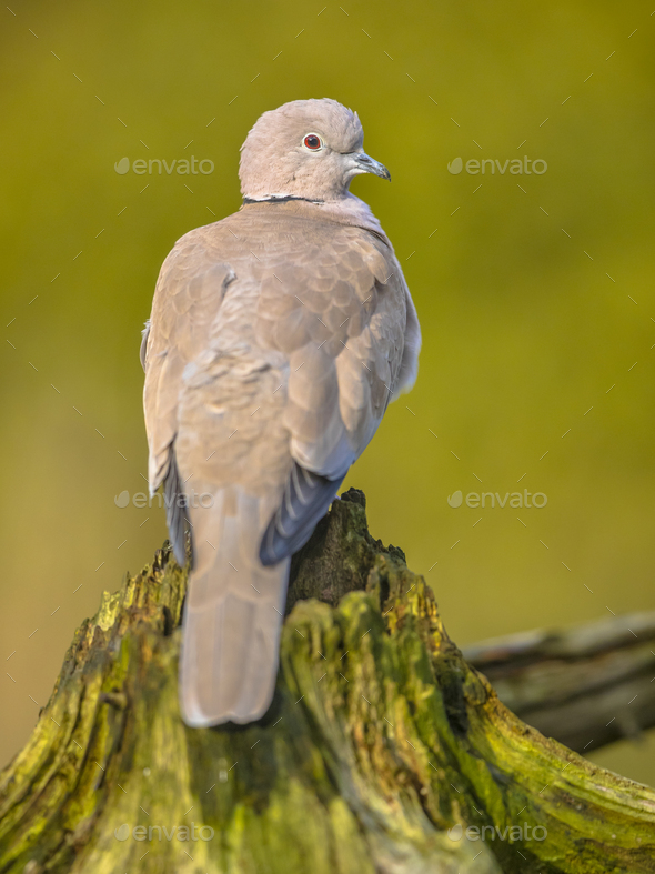 Eurasian collared dove perched on trunk Stock Photo by CreativeNature_nl