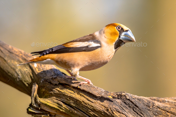 Hawfinch male bird foraging on blurred background Stock Photo by ...