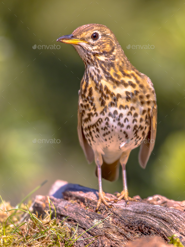 Song thrush on ground with blurred garden background Stock Photo by ...