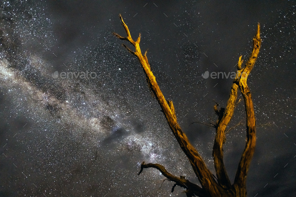 Dead trees at Deadvlei at night Stock Photo by ivankmit | PhotoDune