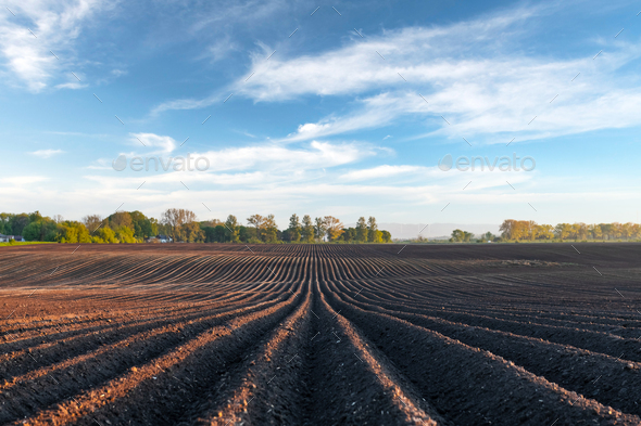 Agricultural field with even rows in the spring Stock Photo by ivankmit