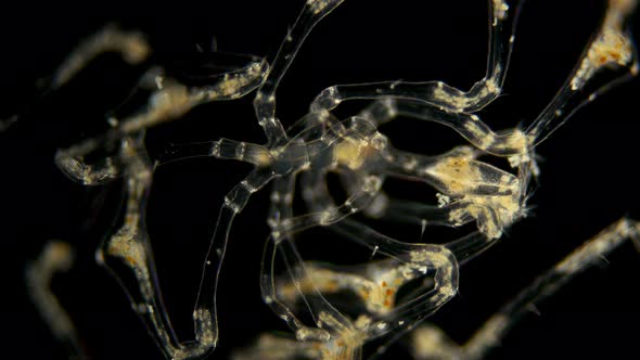 Pantopoda or Pycnogonids Sea Spider Under a Microscope, Class ...