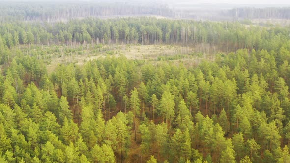 Aerial View Of Green Forest Landscape With Afforestation Zone, Top View ...