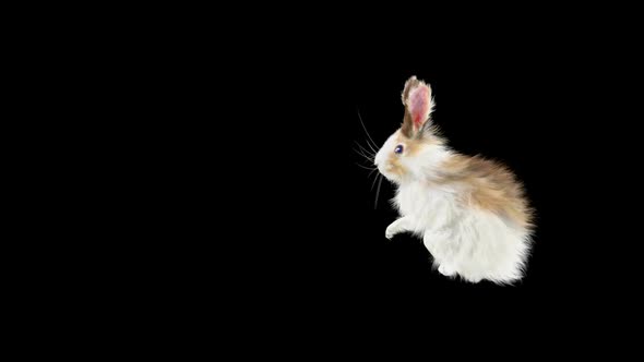 62 Rabbit Flip Kick HD, Motion Graphics | VideoHive