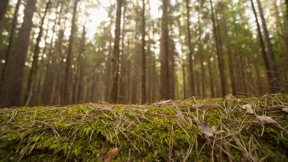 Close Up Tracking Shot Along a Fallen Tree Lying on the Forest Floor in ...