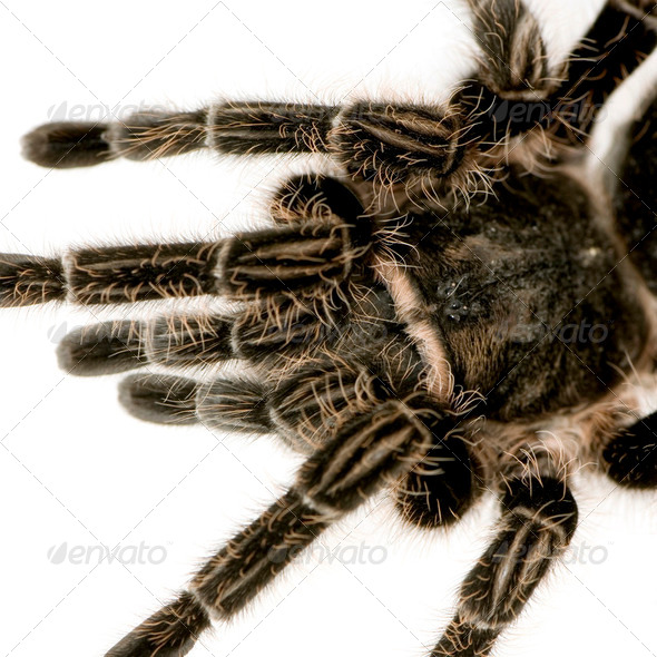 Zebra tarantula or Aphonopelma seemanni Stock Photo by Lifeonwhite