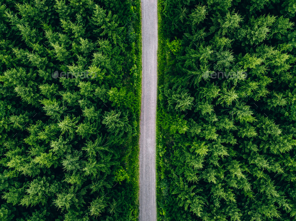 Aerial top view of road in green fir woods. Green forest with country ...